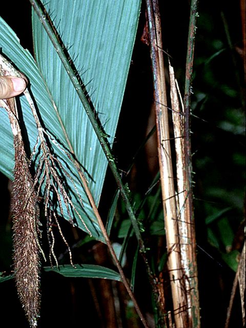 Bactris corossilla - Palmpedia - Palm Grower's Guide