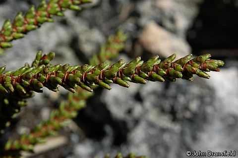 Tahina spectabilis - Palmpedia - Palm Grower's Guide