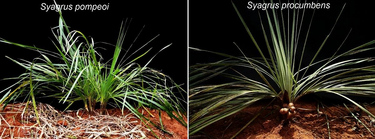 Syagrus pompeoi - Palmpedia - Palm Grower's Guide