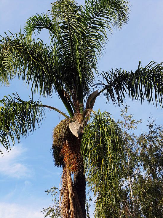 File:Syagrus-romanzoffiana-tree-canopy-2.jpg - Palmpedia - Palm Grower ...