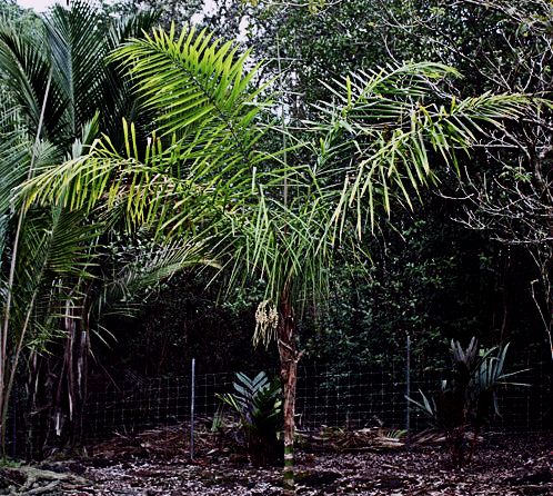 Syagrus smithii - Palmpedia - Palm Grower's Guide