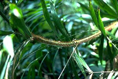 Calamus muelleri - Palmpedia - Palm Grower's Guide