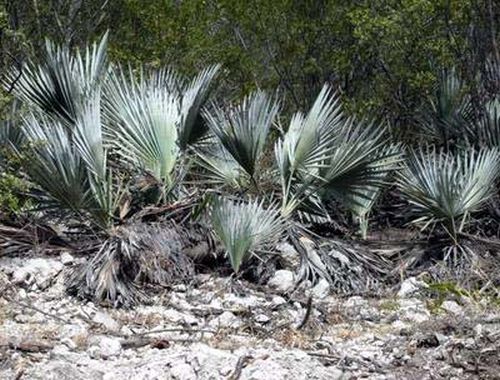 Brahea decumbens - Palmpedia - Palm Grower's Guide
