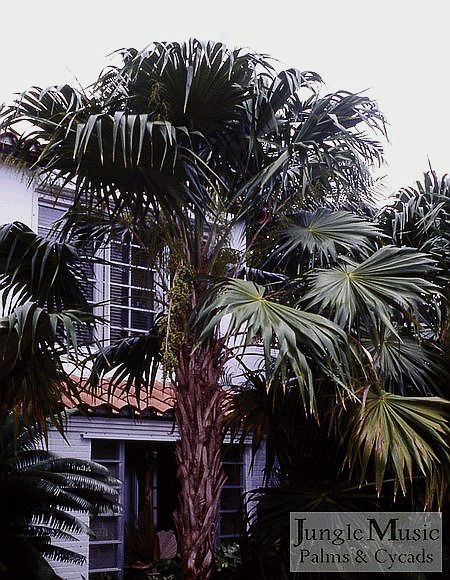 File:Thrinax radiata 003.jpg - Palmpedia - Palm Grower's Guide