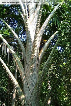 Pigafetta filaris - Palmpedia - Palm Grower's Guide