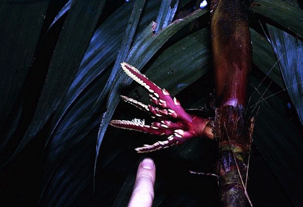 Areca tunku - Palmpedia - Palm Grower's Guide