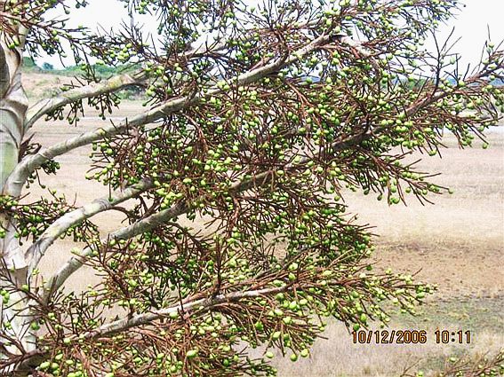 Tahina spectabilis - Palmpedia - Palm Grower's Guide