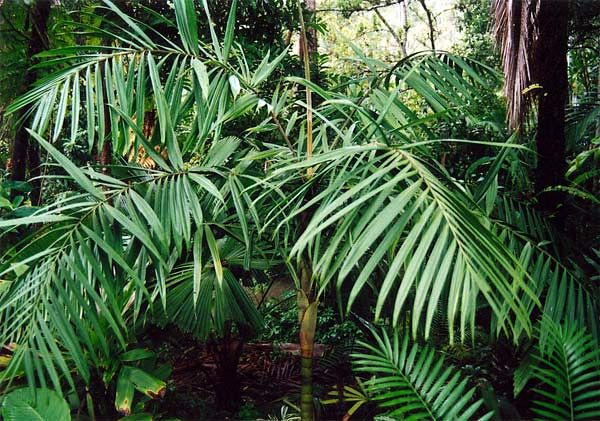 Dypsis rivularis - Palmpedia - Palm Grower's Guide