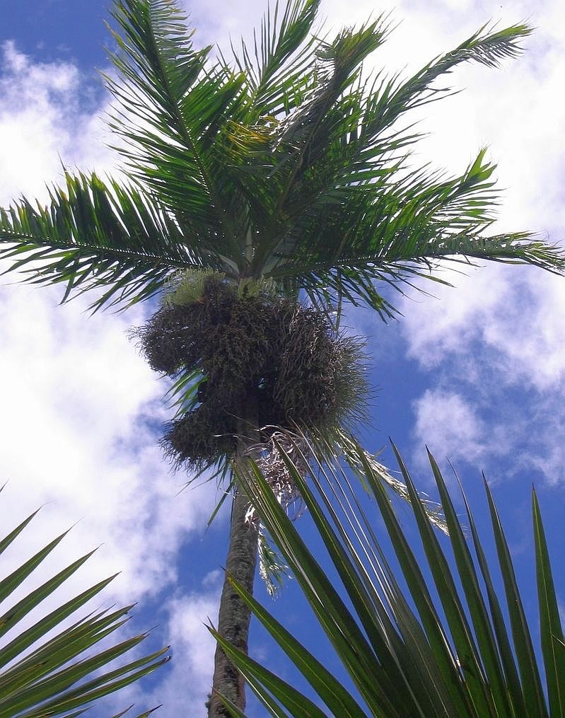File:Bennic001z.jpg - Palmpedia - Palm Grower's Guide