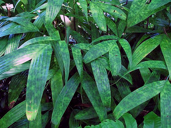 Pinanga disticha - Palmpedia - Palm Grower's Guide