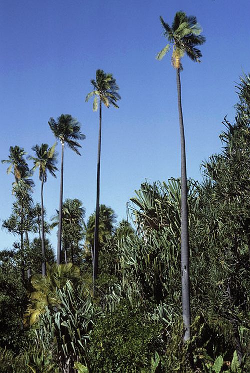 Talk:Ravenea rivularis - Wikipedia