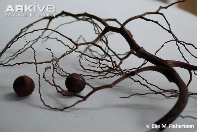 Orania trispatha - Palmpedia - Palm Grower's Guide