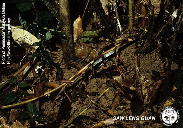 Salacca graciliflora - Palmpedia - Palm Grower's Guide