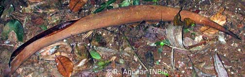 Iriartea deltoidea - Palmpedia - Palm Grower's Guide