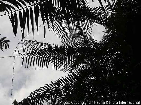 Laccosperma secundiflorum - Palmpedia - Palm Grower's Guide