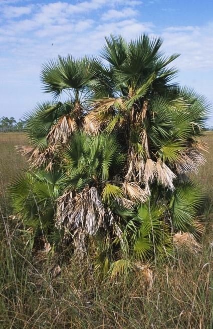 File:Palm tc 2153 5 fullsize.jpg - Palmpedia - Palm Grower's Guide