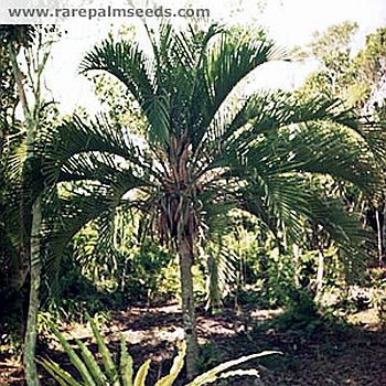 Ravenea sambiranensis - Palmpedia - Palm Grower's Guide