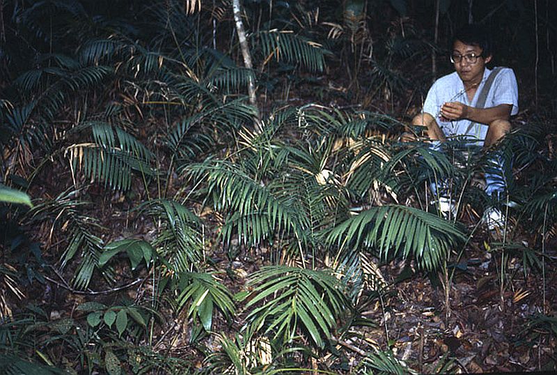 Calamus pygmaeus - Palmpedia - Palm Grower's Guide