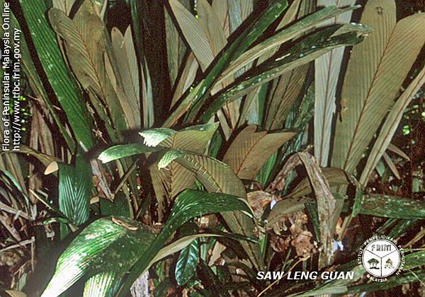 Salacca multiflora - Palmpedia - Palm Grower's Guide