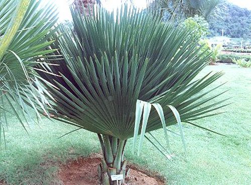 Copernicia rigida - Palmpedia - Palm Grower's Guide