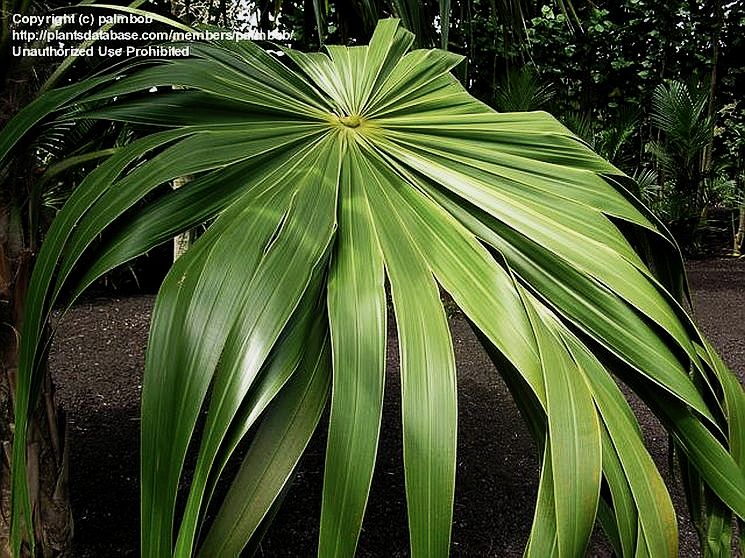 File:Aed2e6.jpg - Palmpedia - Palm Grower's Guide