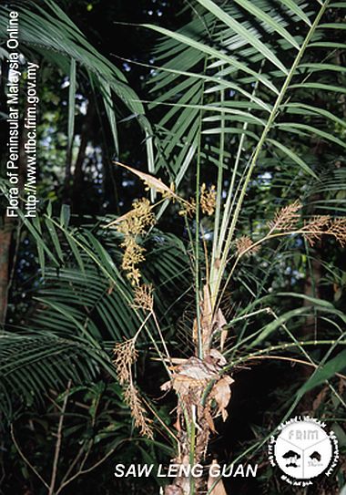 Daemonorops geniculata - Palmpedia - Palm Grower's Guide