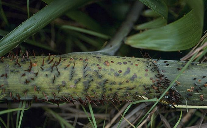 Oncocalamus mannii - Palmpedia - Palm Grower's Guide