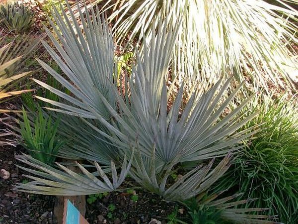 Brahea decumbens - Palmpedia - Palm Grower's Guide