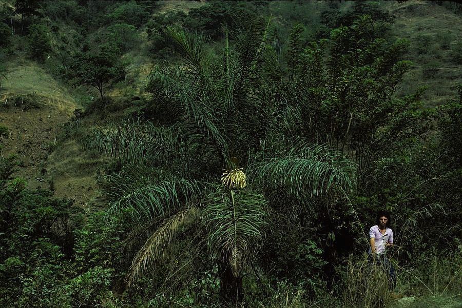 Acrocomia antioquensis - Palmpedia - Palm Grower's Guide