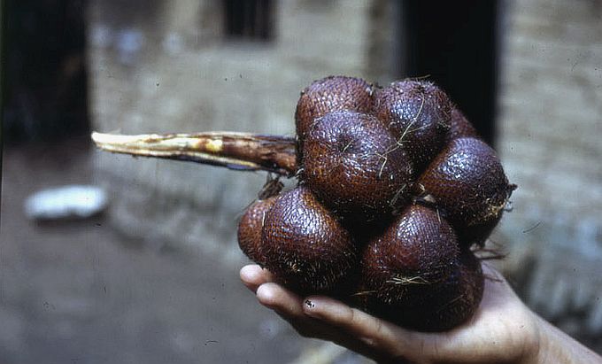 Salacca zalacca - Palmpedia - Palm Grower's Guide