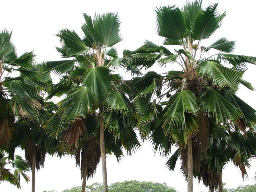 Pritchardia pacifica - Palmpedia - Palm Grower's Guide
