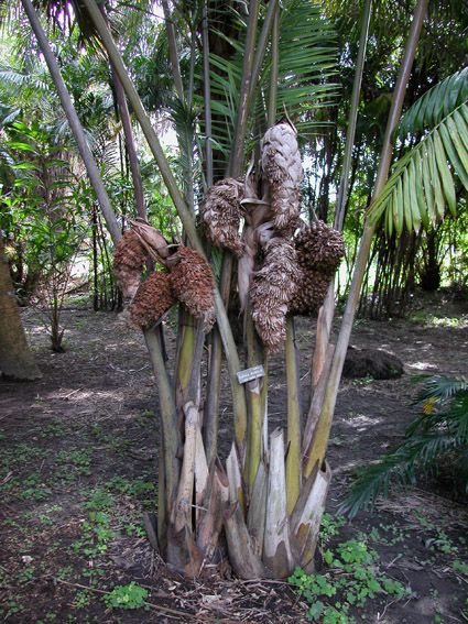 Raphia sudanica - Palmpedia - Palm Grower's Guide