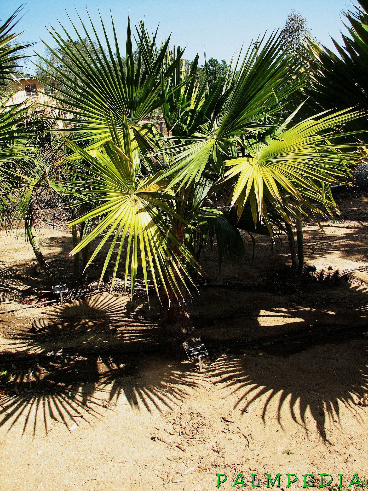 File:Trachycarpus latisectus Wood.jpg - Palmpedia - Palm Grower's Guide