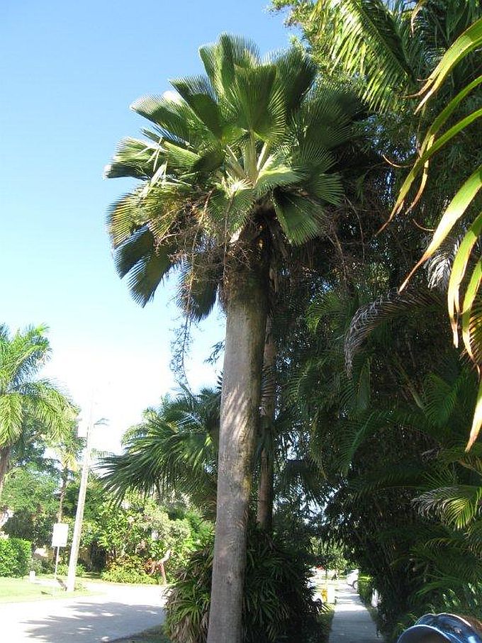 Copernicia baileyana - Palmpedia - Palm Grower's Guide