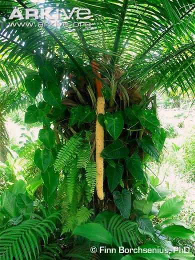 Phytelephas tumacana - Palmpedia - Palm Grower's Guide