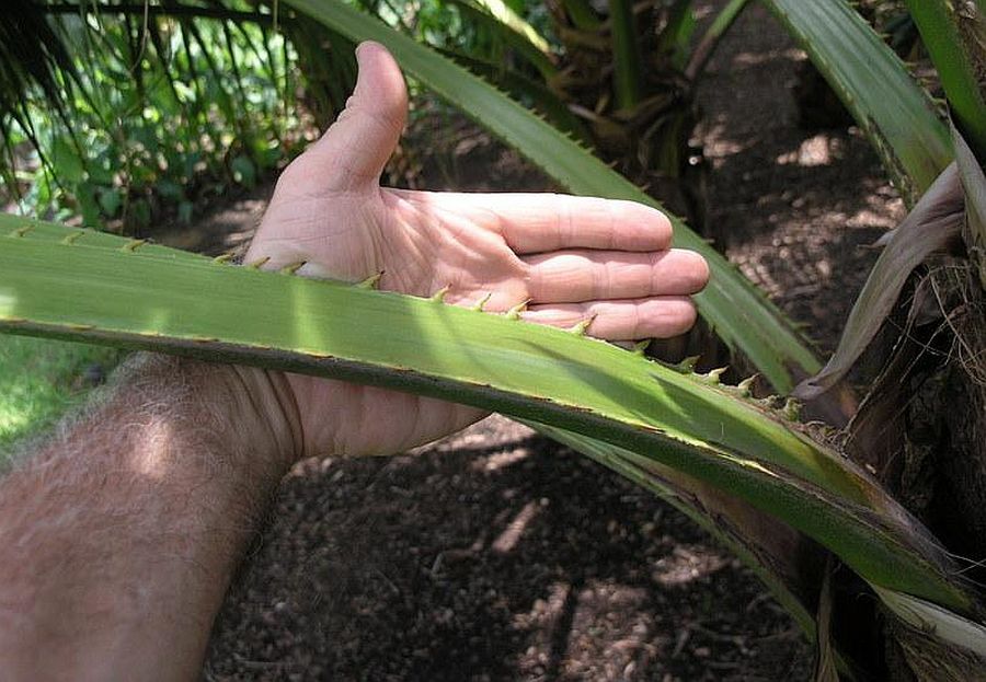 File:F21ccb.jpg - Palmpedia - Palm Grower's Guide