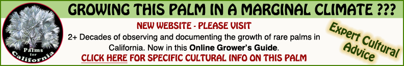 Tahina spectabilis - Palmpedia - Palm Grower's Guide