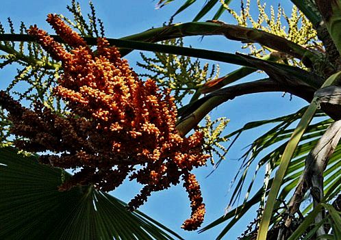Trachycarpus martianus - Palmpedia - Palm Grower's Guide
