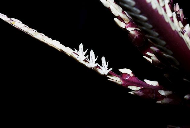 Areca tunku - Palmpedia - Palm Grower's Guide