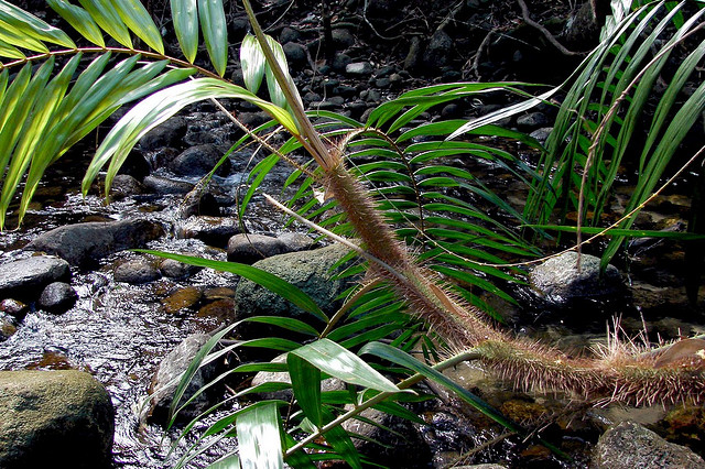 Calamus australis - Palmpedia - Palm Grower's Guide