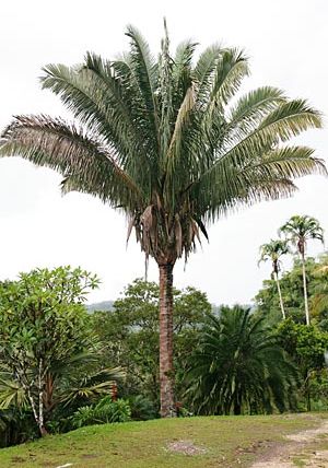 Attalea rostrata - Palmpedia - Palm Grower's Guide