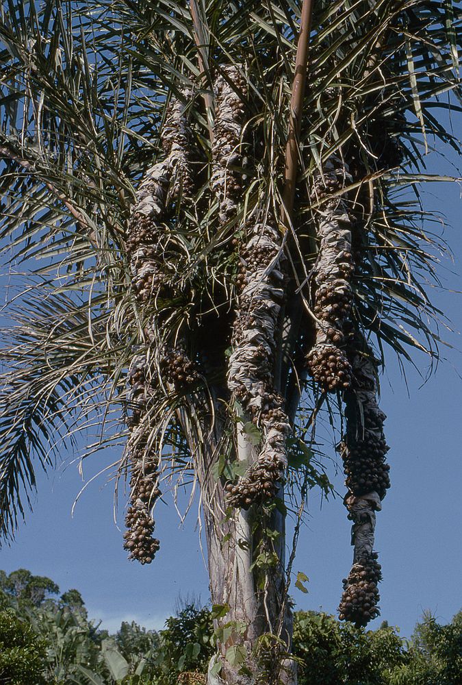 File:Rf2796.jpg - Palmpedia - Palm Grower's Guide