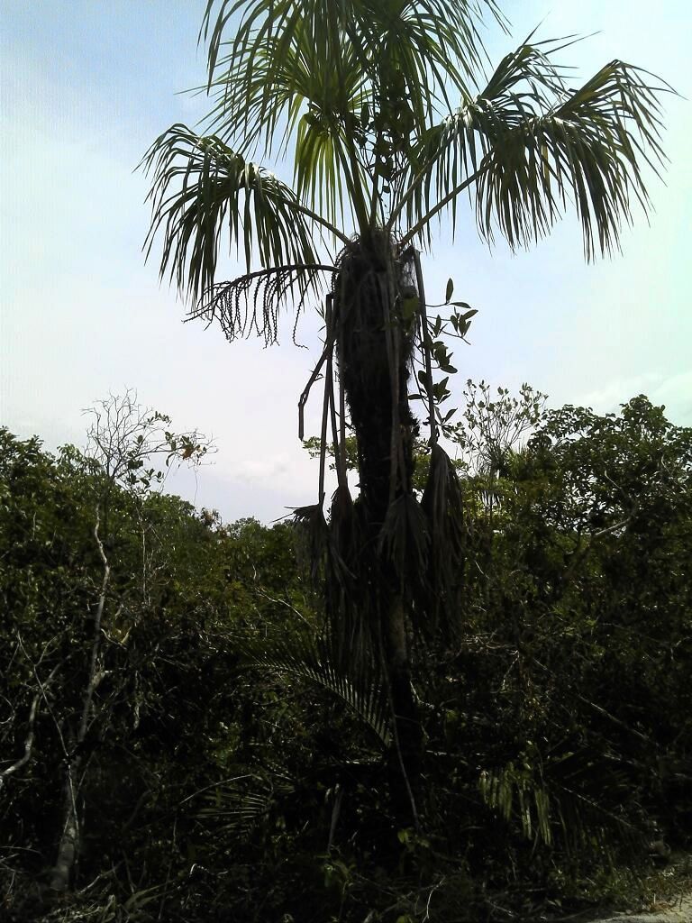 Mauritia carana - Palmpedia - Palm Grower's Guide