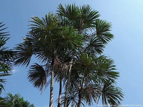 Mauritiella armata - Palmpedia - Palm Grower's Guide