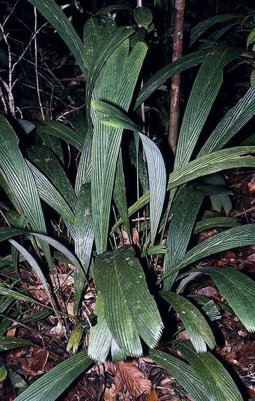 Pinanga yassinii - Palmpedia - Palm Grower's Guide