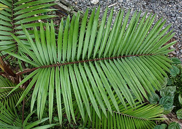 Calamus exilis - Palmpedia - Palm Grower's Guide