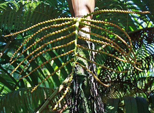 Pinanga speciosa - Palmpedia - Palm Grower's Guide