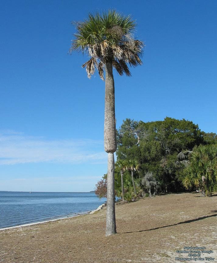 File:F7d68f.jpg - Palmpedia - Palm Grower's Guide