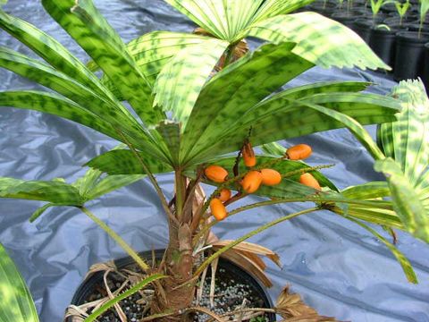 Licuala mattanensis - Palmpedia - Palm Grower's Guide