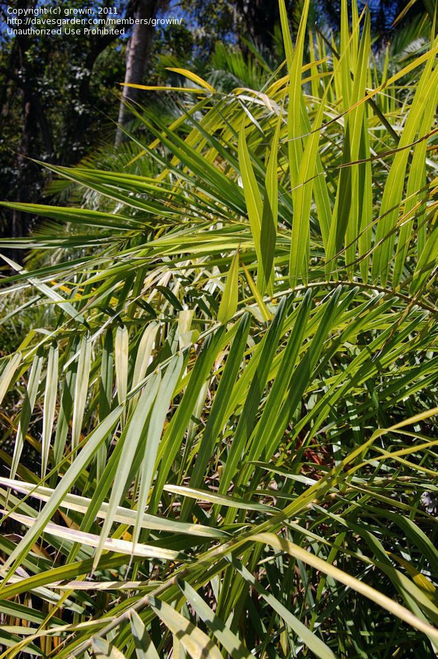 File:7770a4.jpg - Palmpedia - Palm Grower's Guide